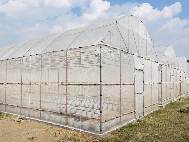 Poly House As per NHM & NHB guidelines - MTMS INDIA